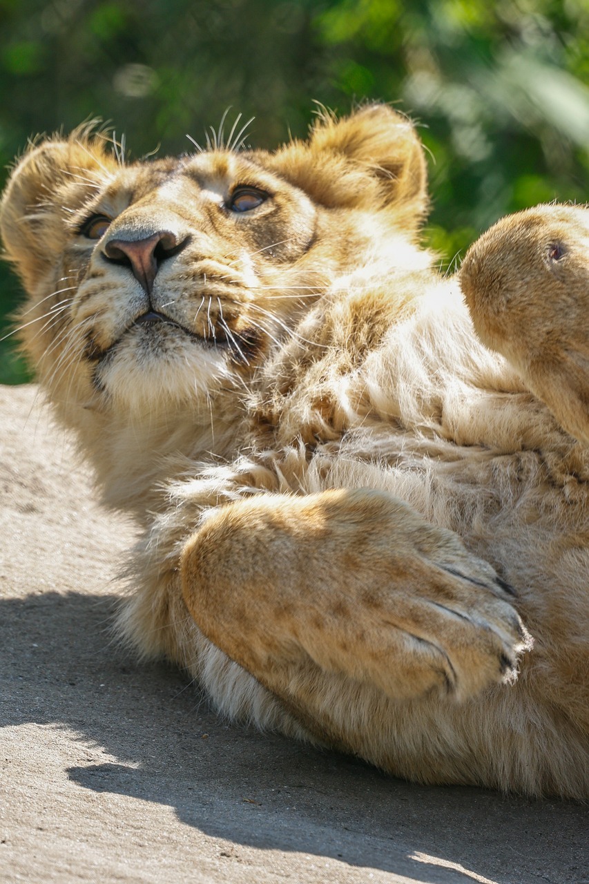 Lion Nature Animal - Free photo on Pixabay