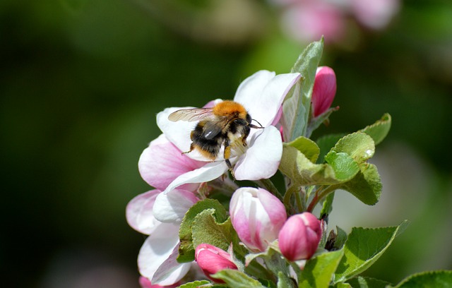 Bumblebee Insect Bee Apple - Free photo on Pixabay