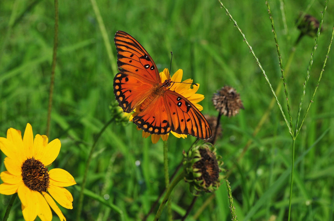 Butterfly Nature Insect - Free photo on Pixabay