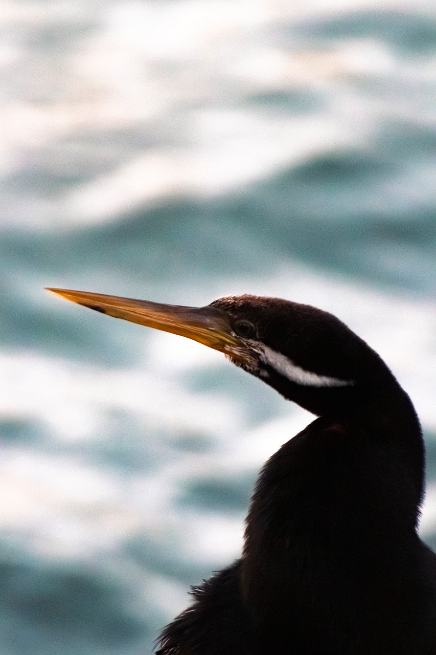 Bird Ocean Water - Free photo on Pixabay