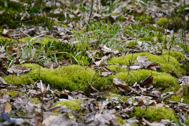 Forest Floor Moss Leaves - Free photo on Pixabay