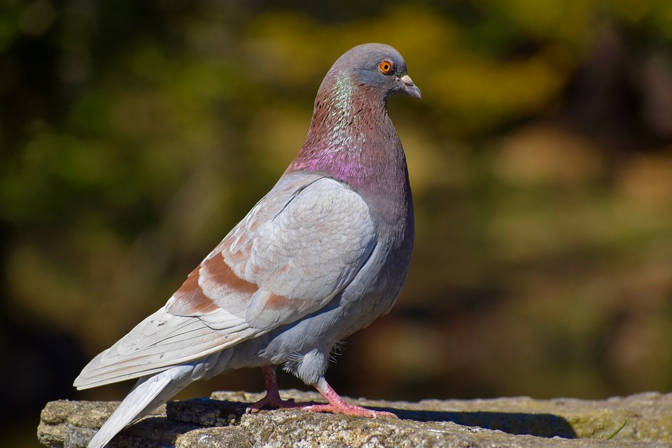 Dove Bird Colorful - Free photo on Pixabay