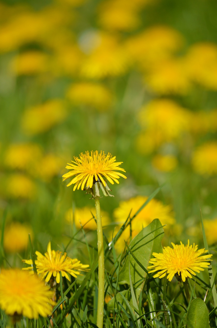 Dandelion Fluff Yellow - Free photo on Pixabay
