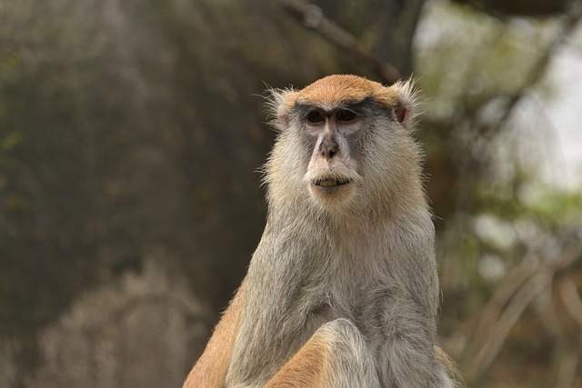 Ape Wildlife Mammal Animal - Free photo on Pixabay