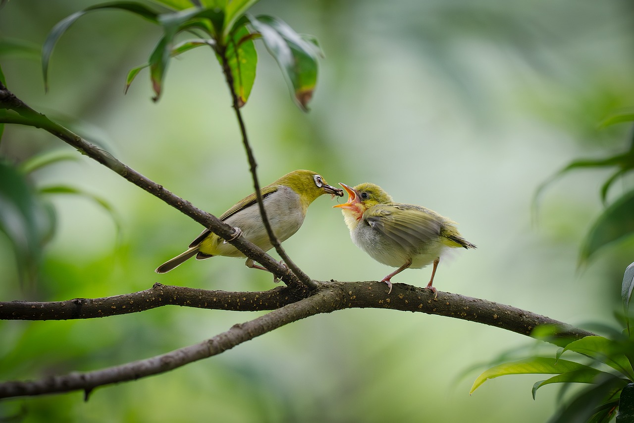 Bird Nature Animal - Free photo on Pixabay