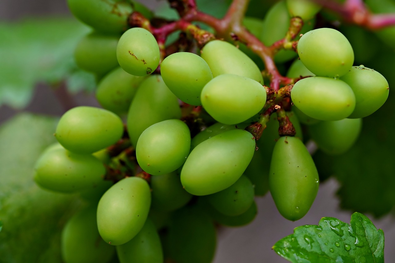 Uva Verde Fruta - Foto gratis en Pixabay