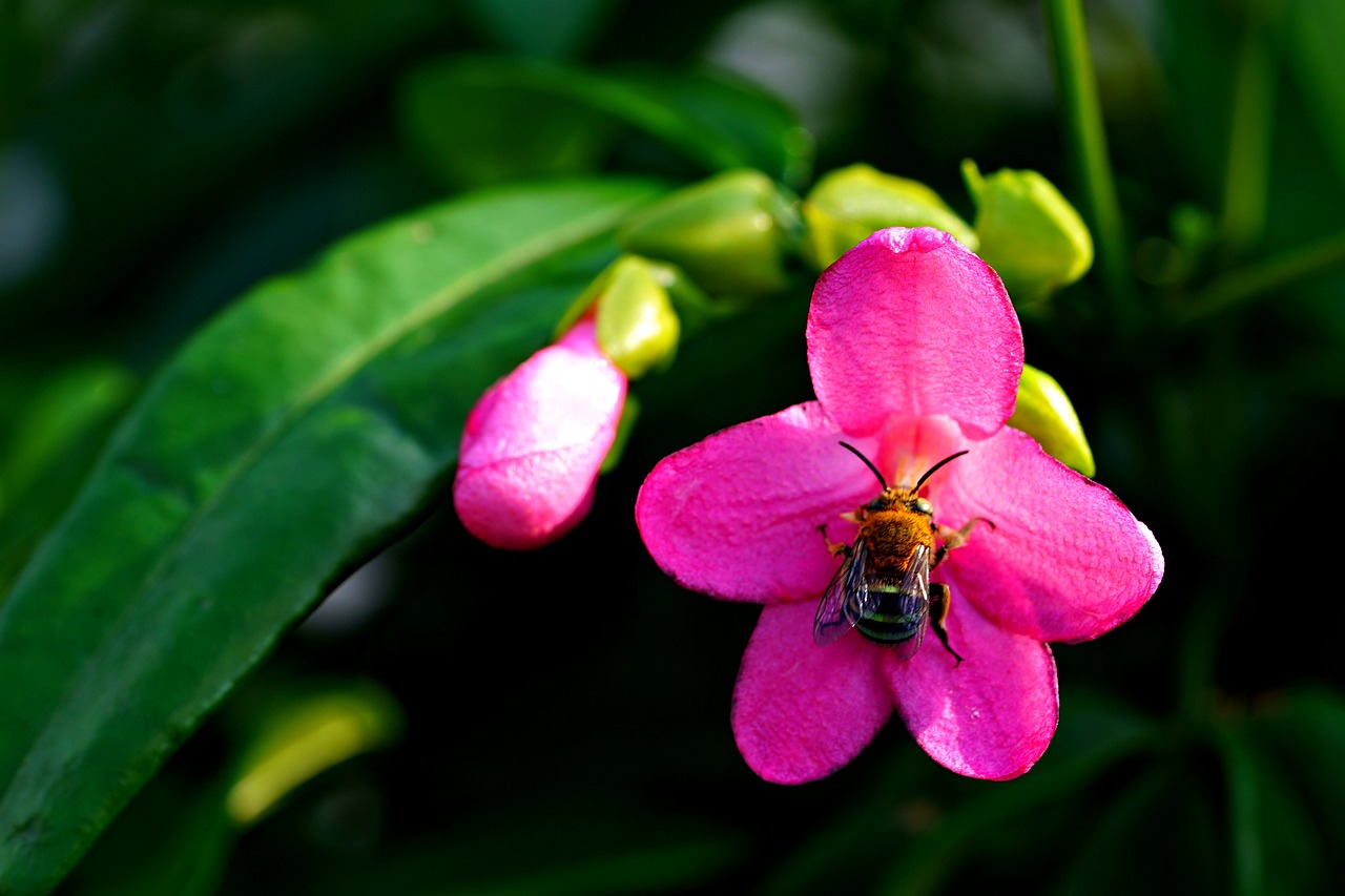 Bee Ravenia Flower - Free photo on Pixabay