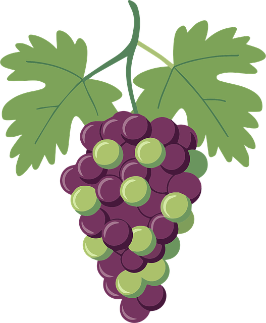 Vetor De Uvas Ilustração Uva - Gráfico vetorial grátis no Pixabay