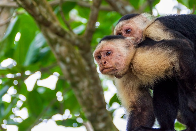 Ape Nature Wildlife - Free photo on Pixabay