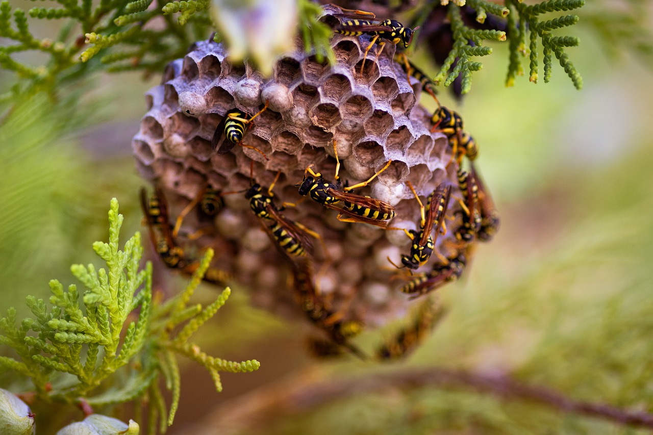 Nest Wasp Insect - Free photo on Pixabay
