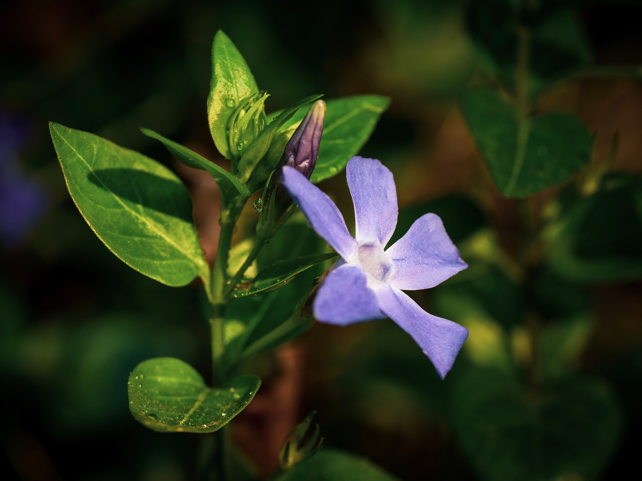 Periwinkle Flowers Purple - Free photo on Pixabay
