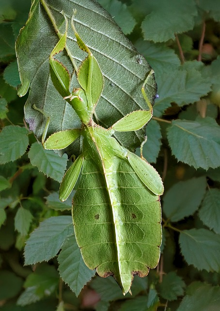 Insecte Feuille Nature - Photo gratuite sur Pixabay