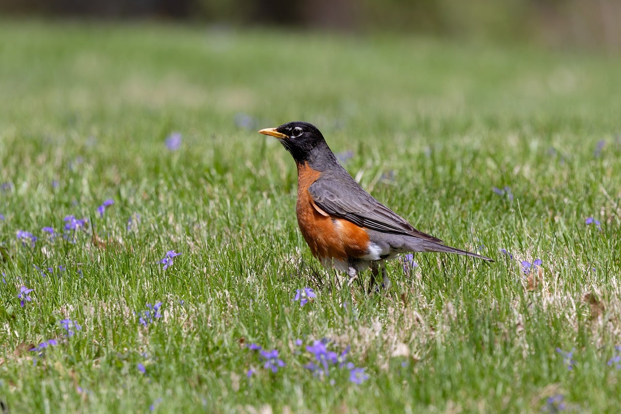 Robin Tanah Rumput Musim - Foto gratis di Pixabay