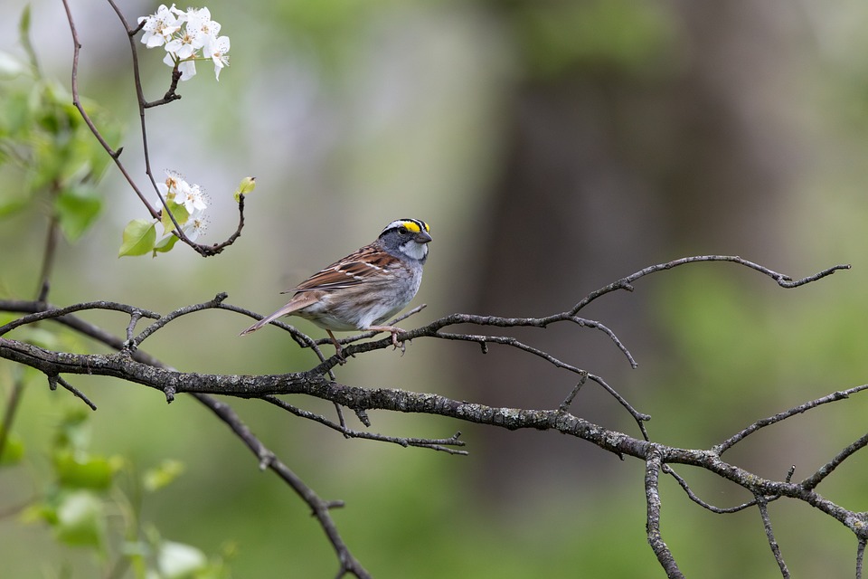 Sparrow Spring Bloom - Free photo on Pixabay