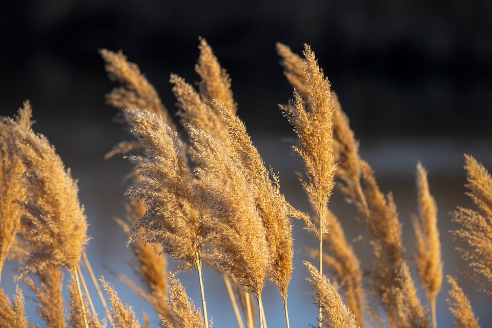 Download Phragmites Australis, Reed, Common Reed. Royalty-Free Stock ...