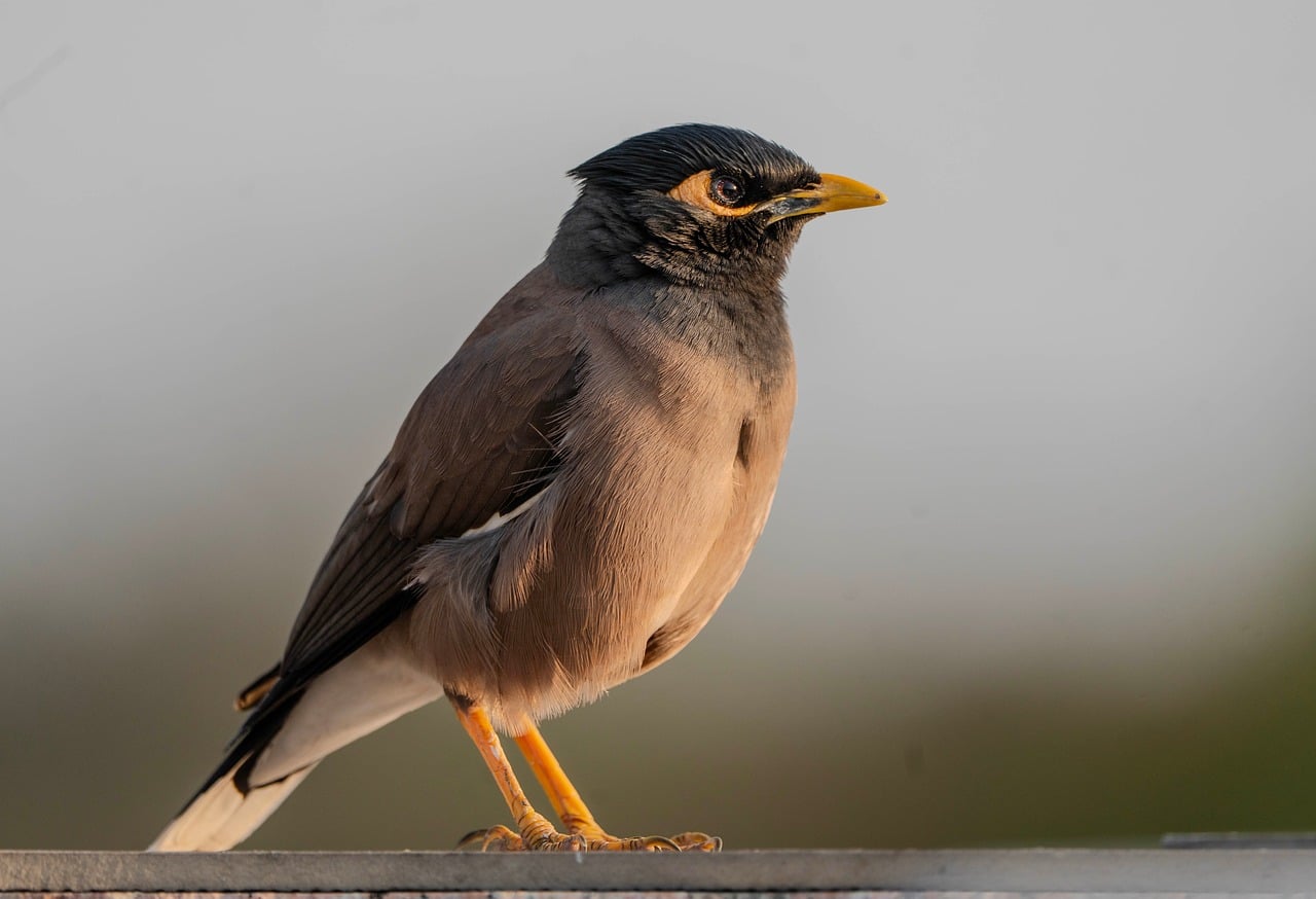 Indischer Myna-Vogel Myna Beo - Kostenloses Foto auf Pixabay