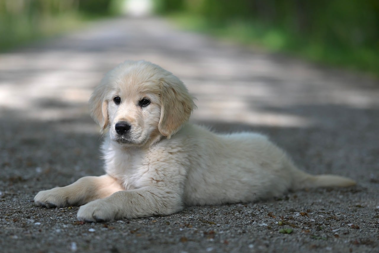 Dog Golden Retriever Puppy Amber - Free photo on Pixabay