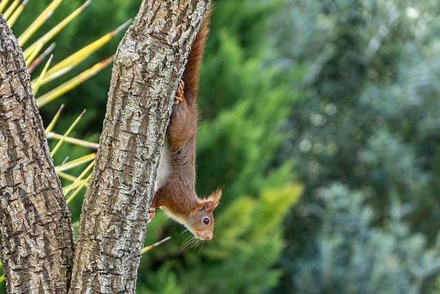 Squirrel Animal Savage - Free photo on Pixabay