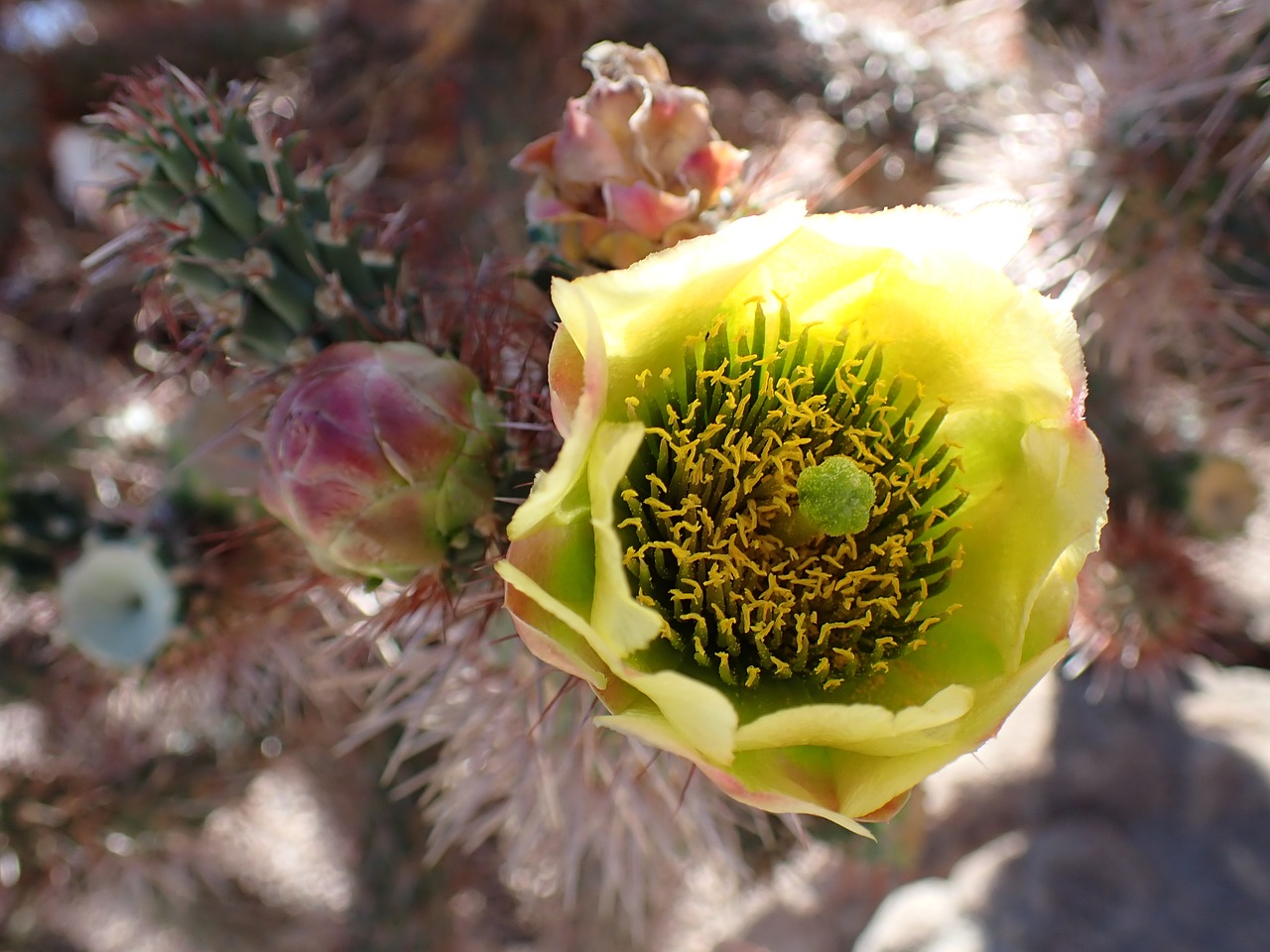 Arizona Cactus Flor - Foto gratis en Pixabay