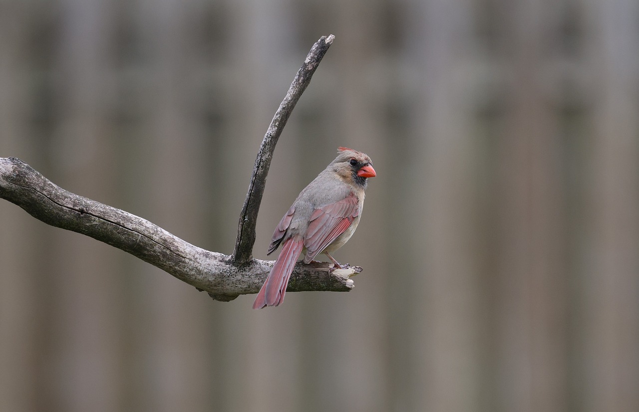 Northern Cardinal Nature Bird - Free photo on Pixabay