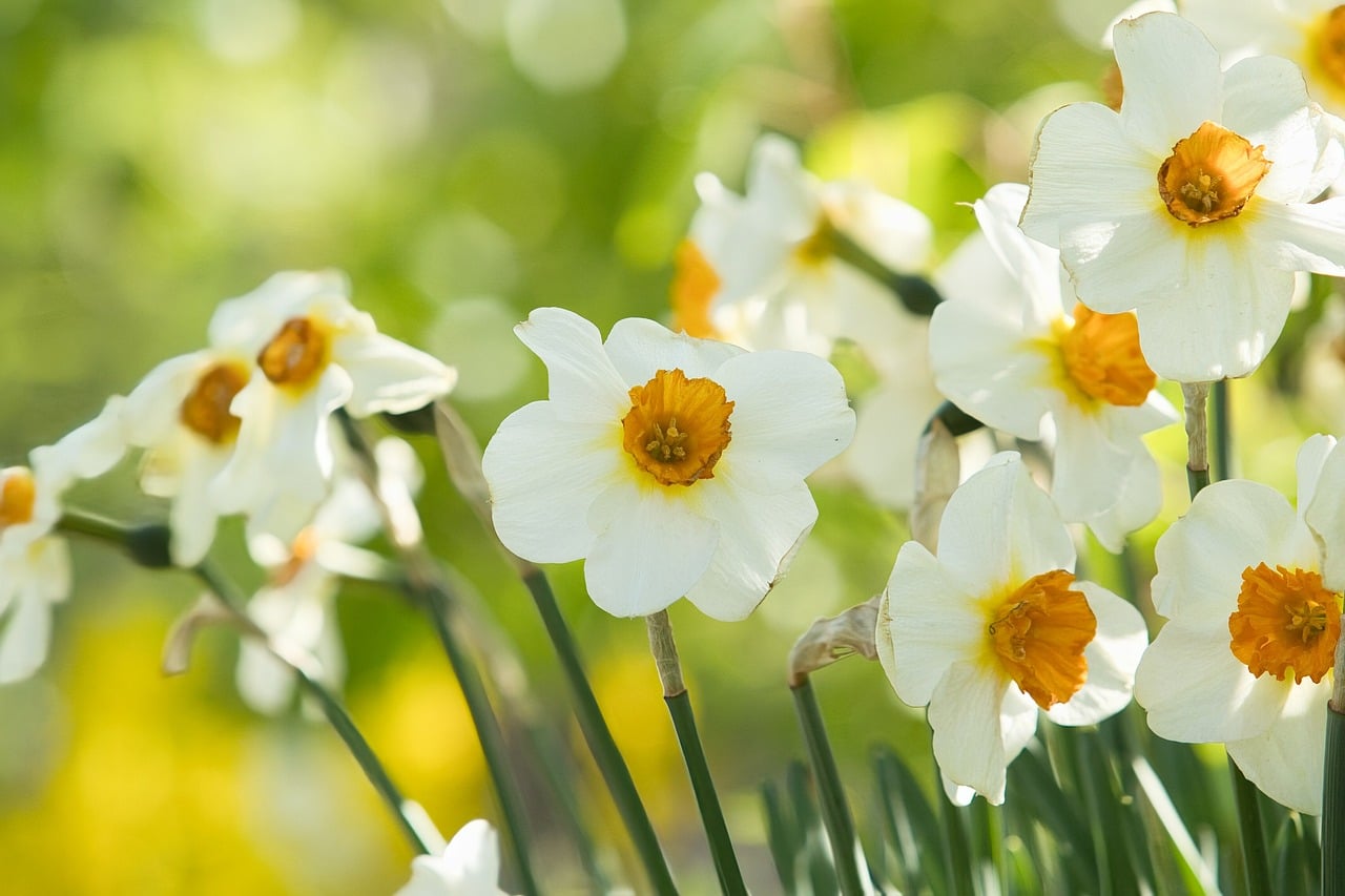 Daffodils Spring Bloom - Free photo on Pixabay