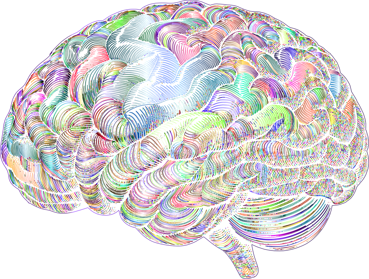 Download Brain, Mind, Anatomy. Royalty-Free Vector Graphic - Pixabay