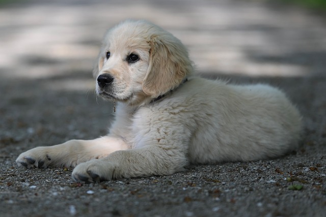 Golden Retriever Amber Blue Puppy - Free photo on Pixabay
