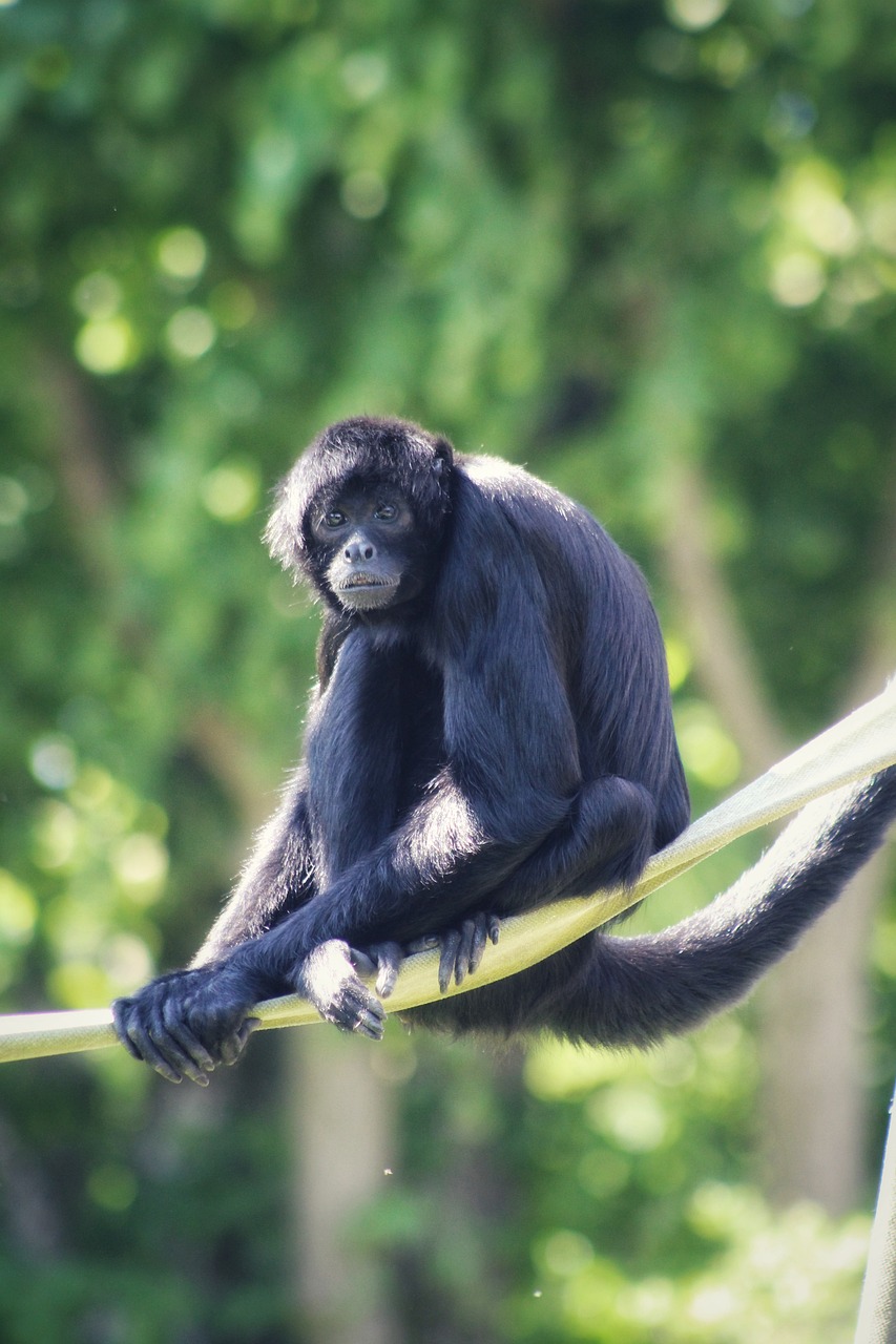 Primata Natureza Animal - Foto gratuita no Pixabay