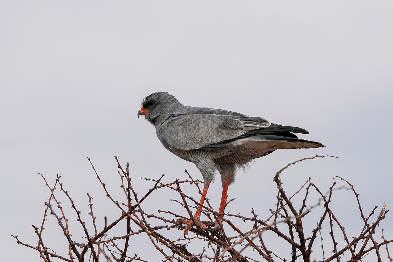 Hawk Singing Goshawk Namibia - Free photo on Pixabay