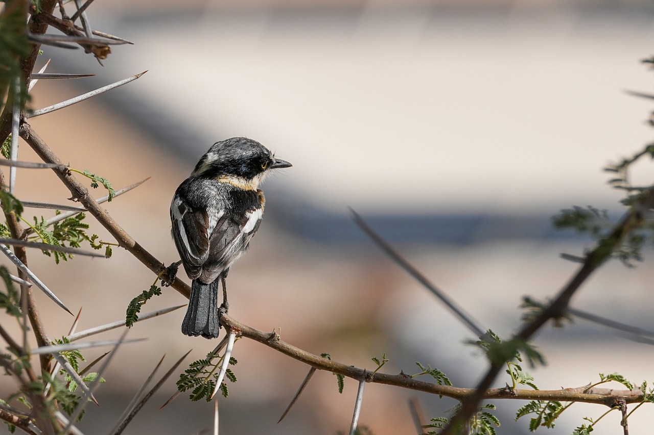 Priritschn Bird Songbird - Free photo on Pixabay