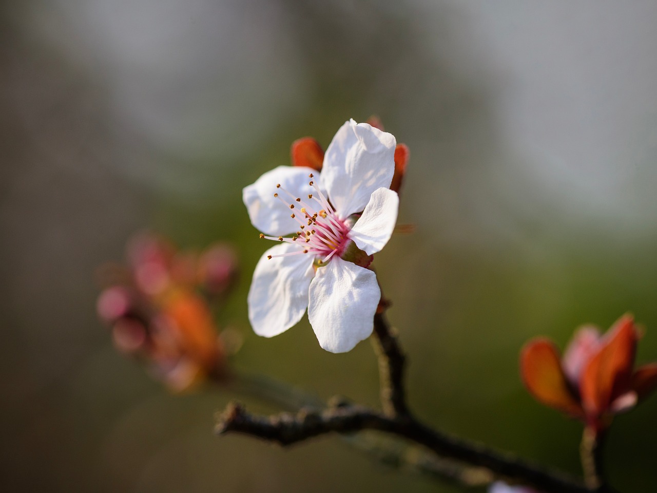 Purple Leaf Plum Flowers Stamen - Free photo on Pixabay
