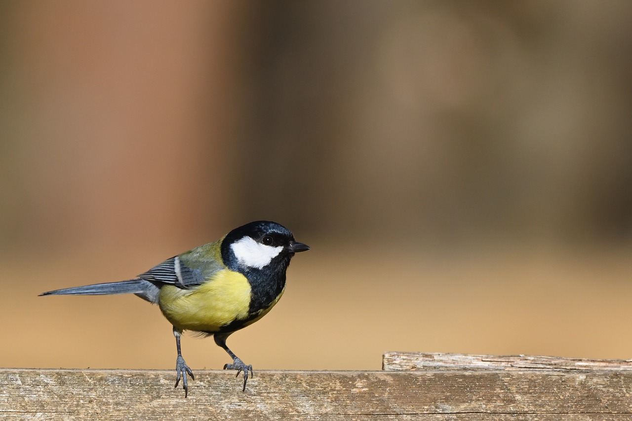 Great Tit Bird Songbird - Free photo on Pixabay