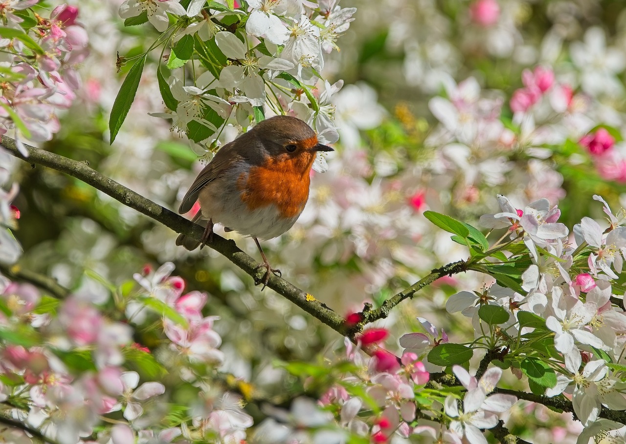 Bird Robin Redbreast - Free photo on Pixabay