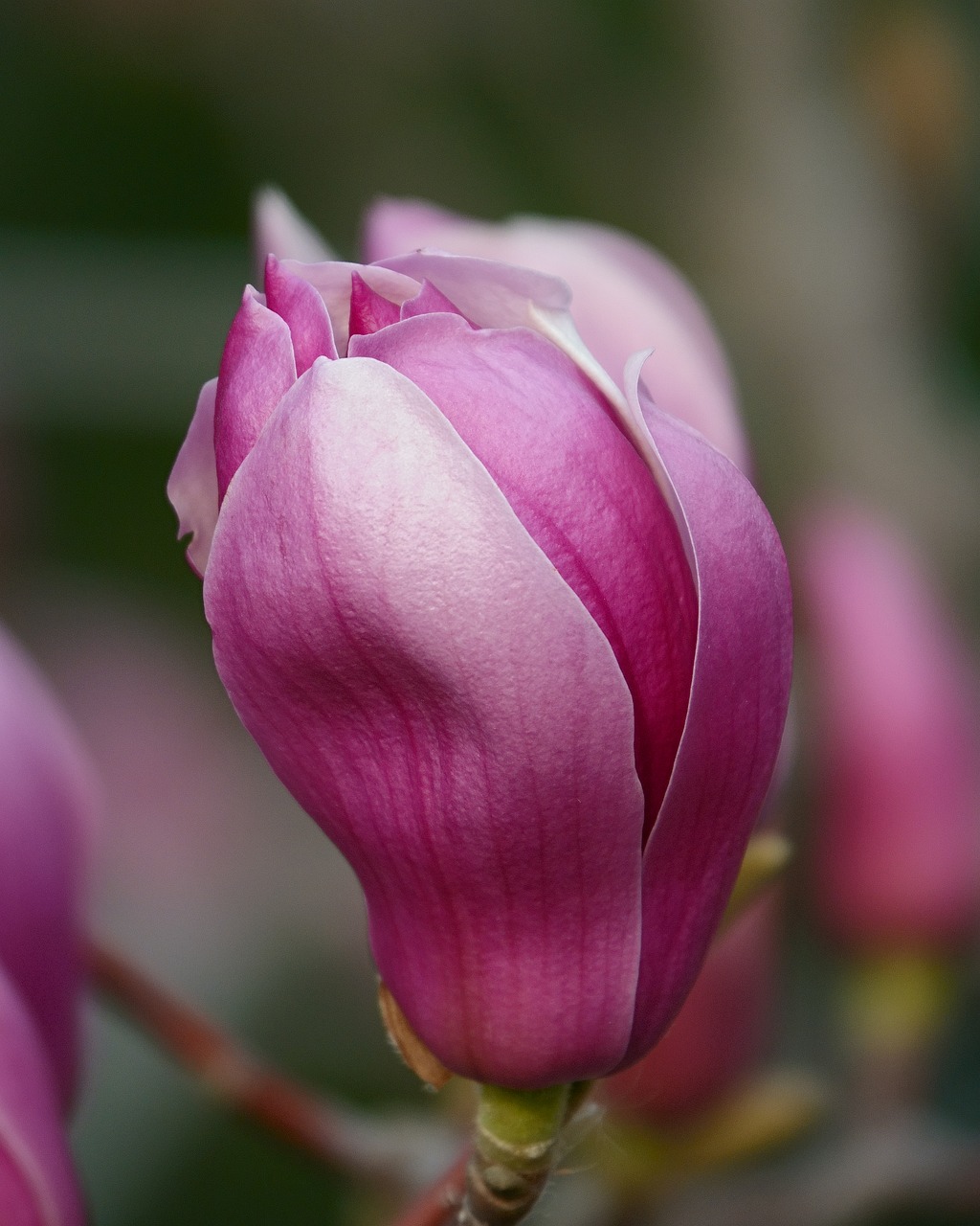 Magnolia In Full Bloom Petals - Free photo on Pixabay