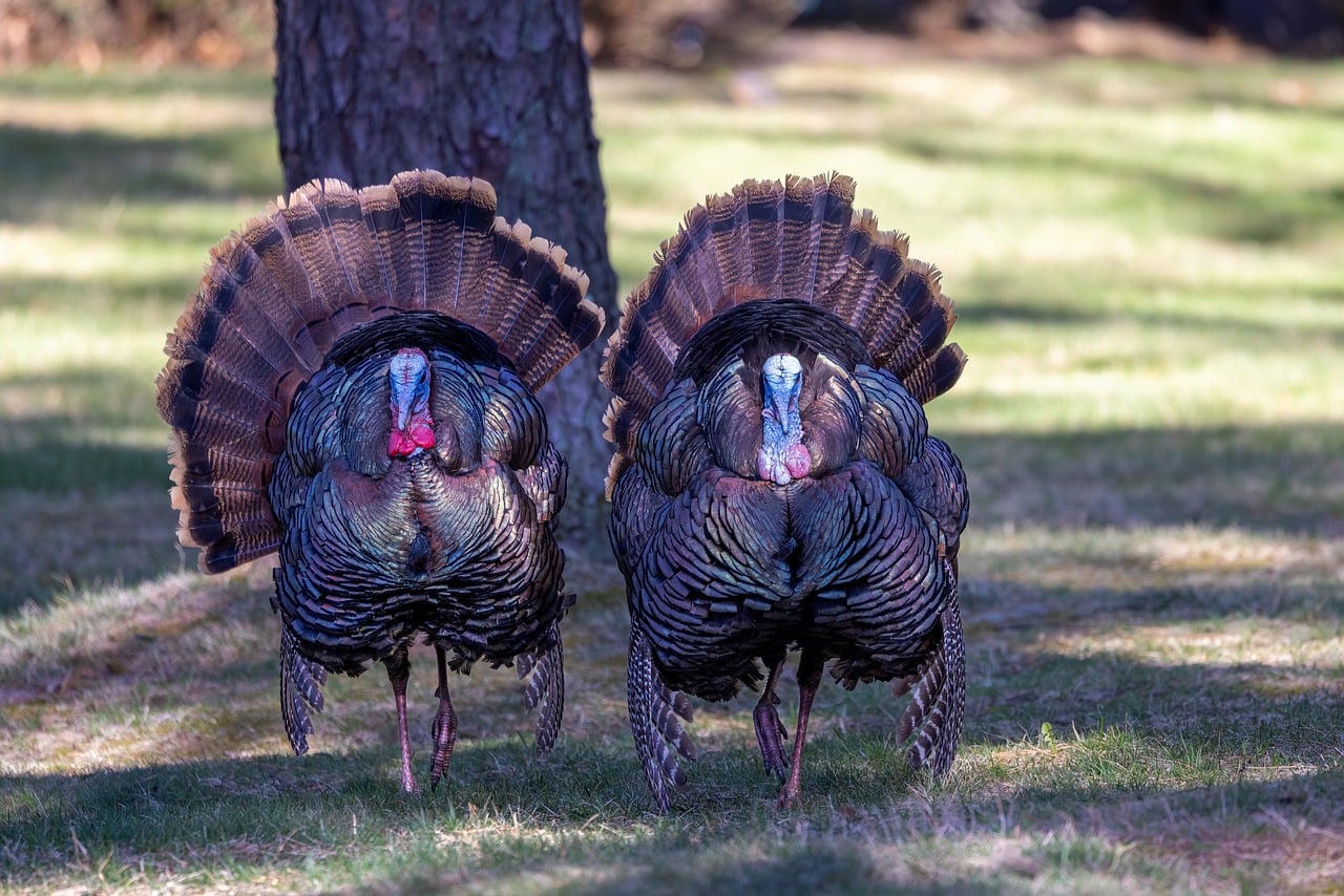 Birds Turkeys Feathers - Free photo on Pixabay