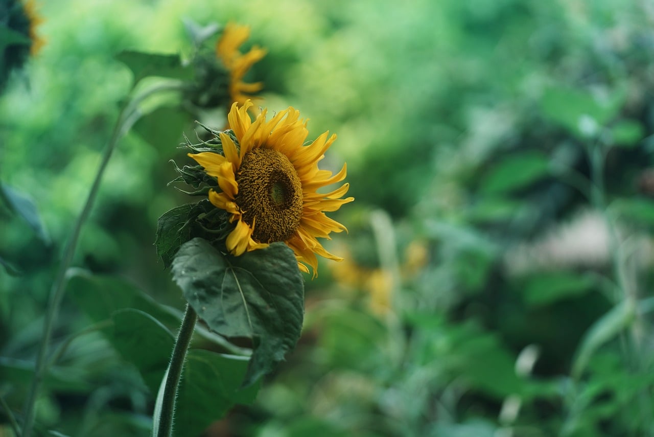 Leaves Stem Flower - Free photo on Pixabay