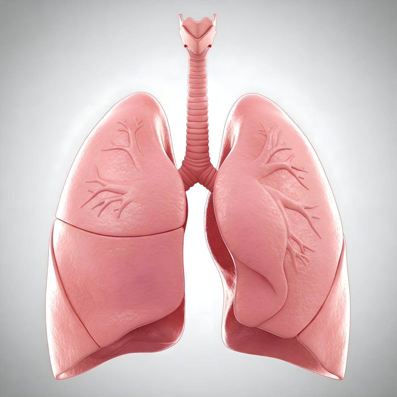 Download Ai Generated, Lungs, Respiration. Royalty-Free Stock ...