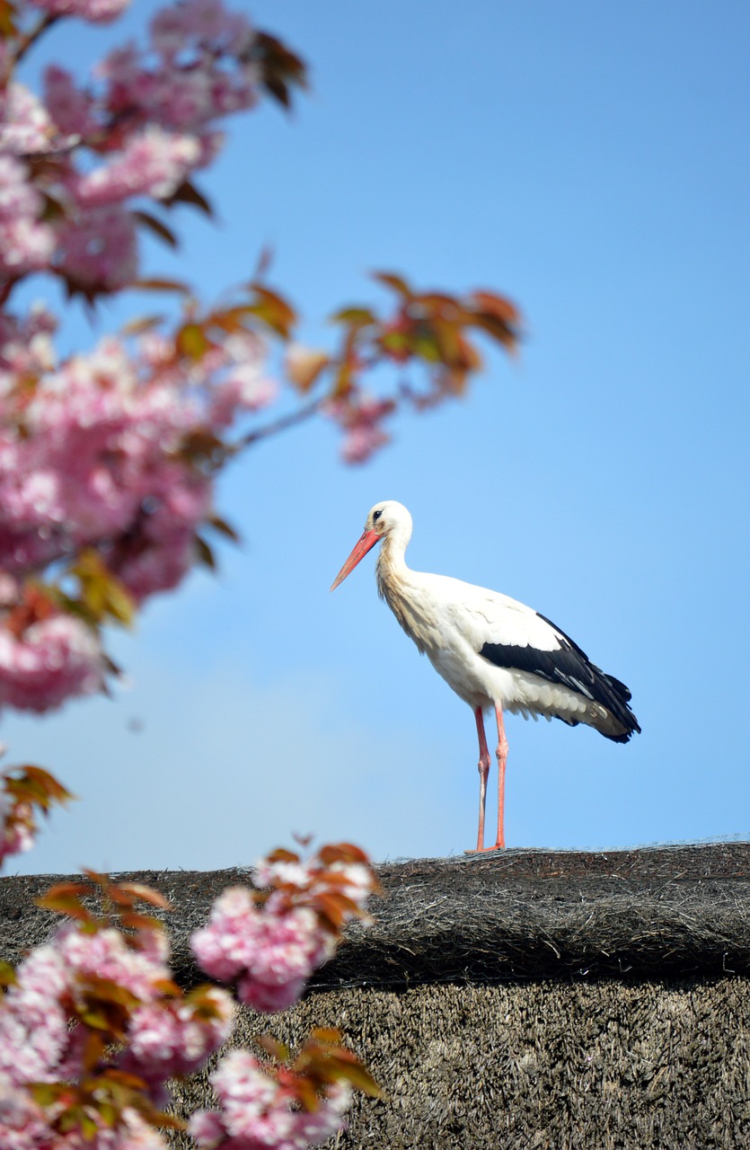 Stork Bird Rattle White - Free photo on Pixabay