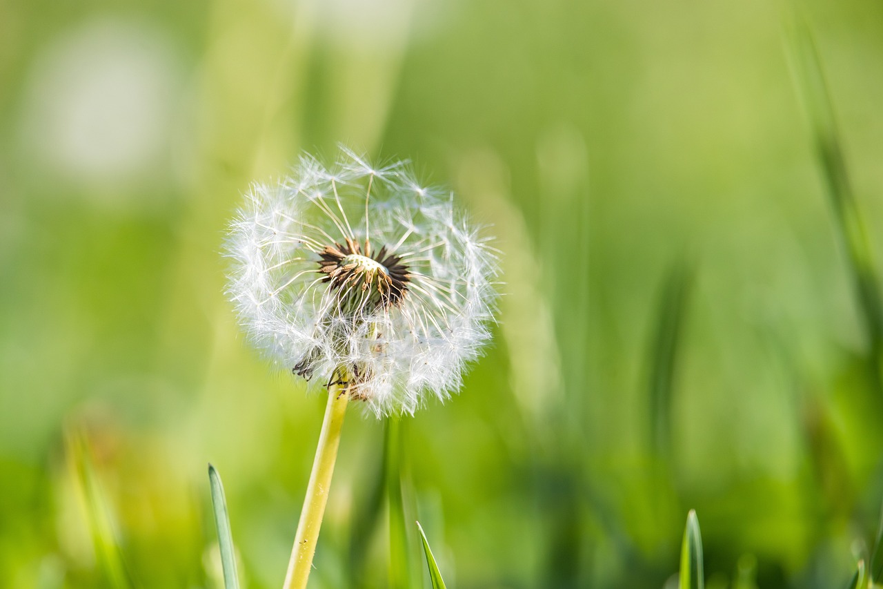 Dandelion Nature Seeds - Free photo on Pixabay