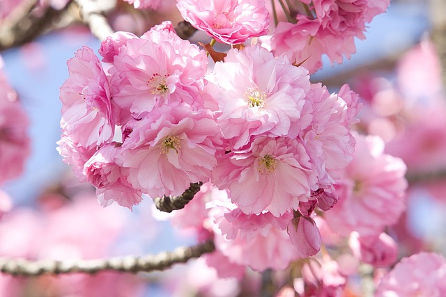 Flores Flor De Cereza Primavera - Foto gratis en Pixabay