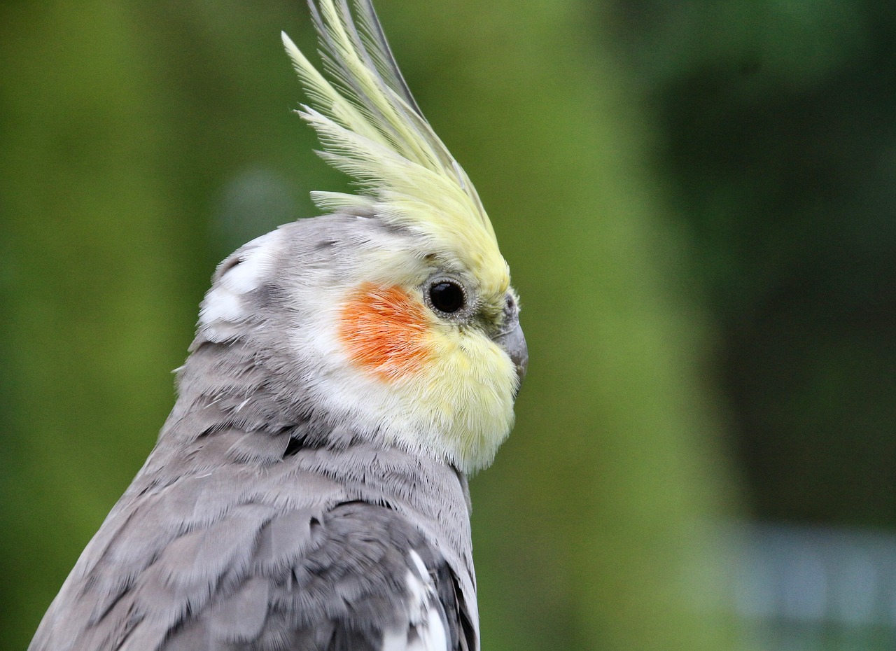 Cockatiel Wallpaper