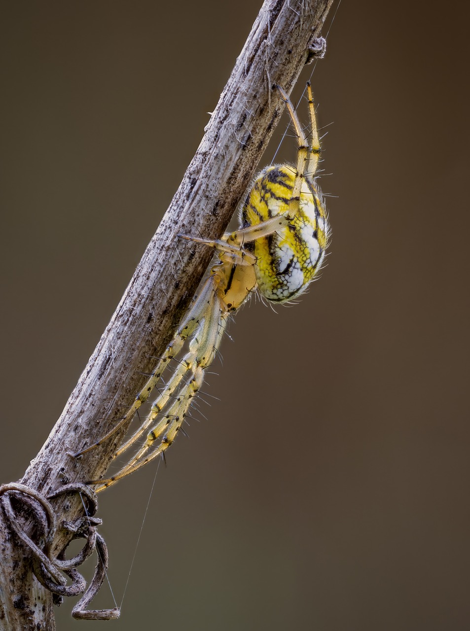 Spider Arachnid Animal - Free photo on Pixabay