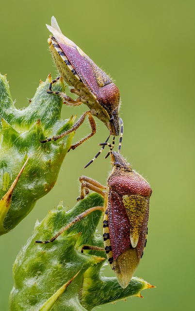 Stink Bug Nature - Free photo on Pixabay
