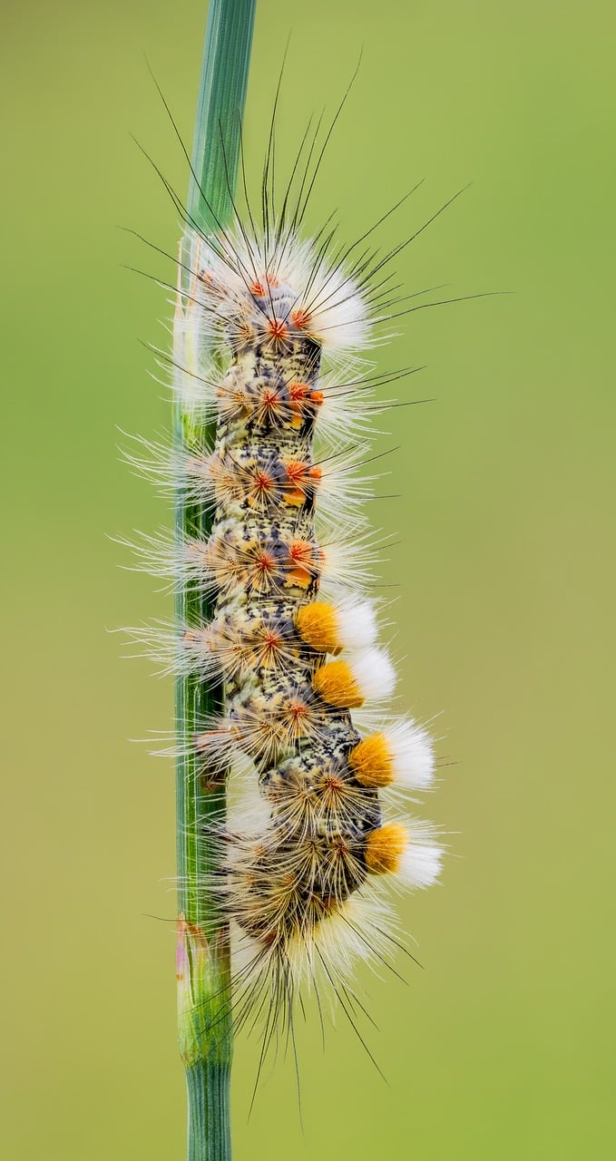 30,000+ Free Caterpillar Icon & Caterpillar Images - Pixabay