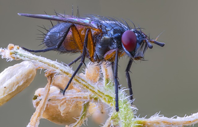 Insect Fly Wings - Free photo on Pixabay