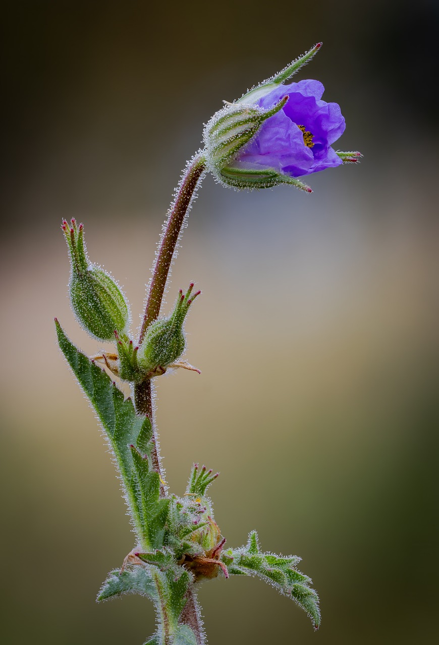 Flower Flora Plant - Free photo on Pixabay