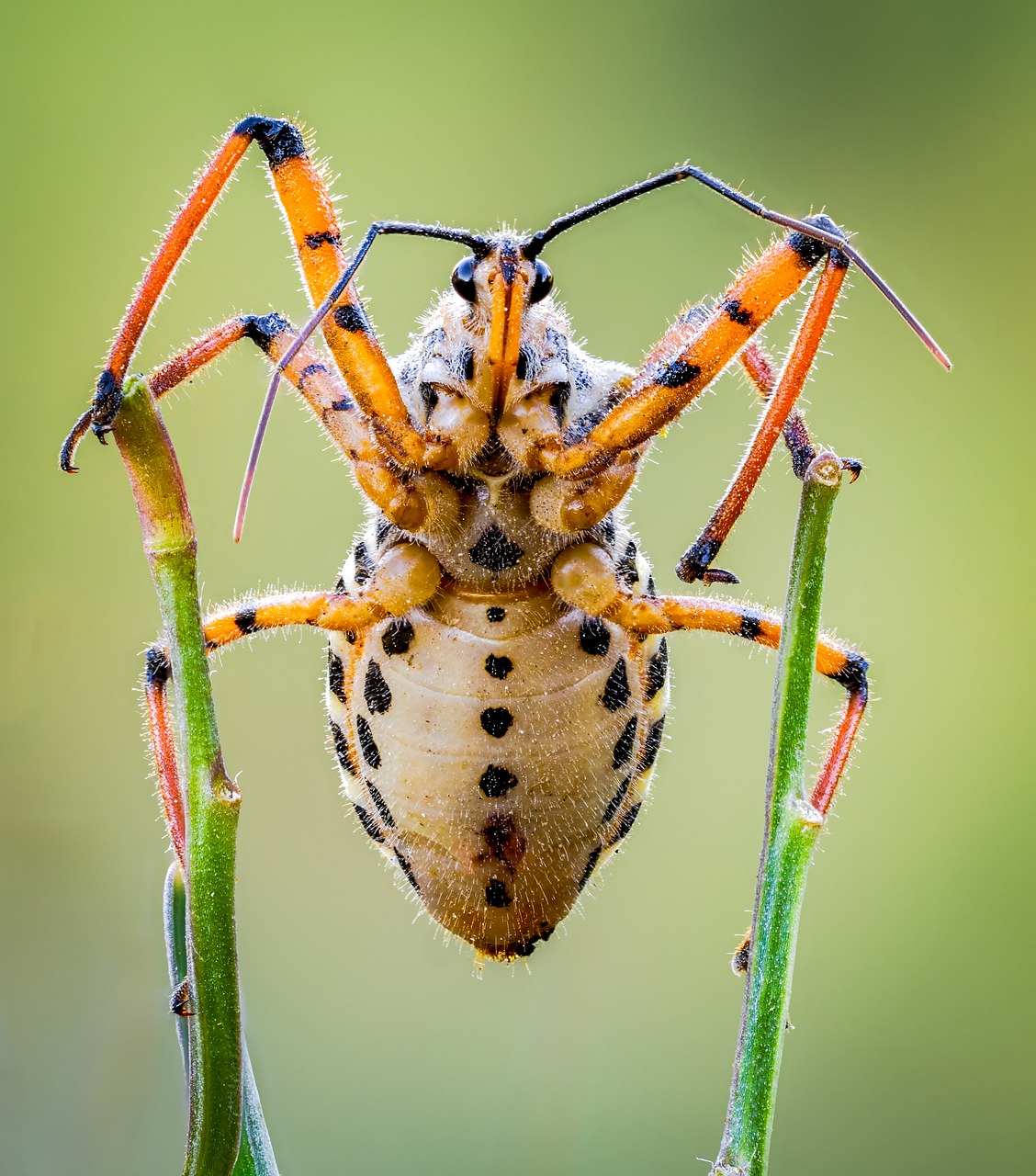 Bug Insect Wildlife - Free photo on Pixabay
