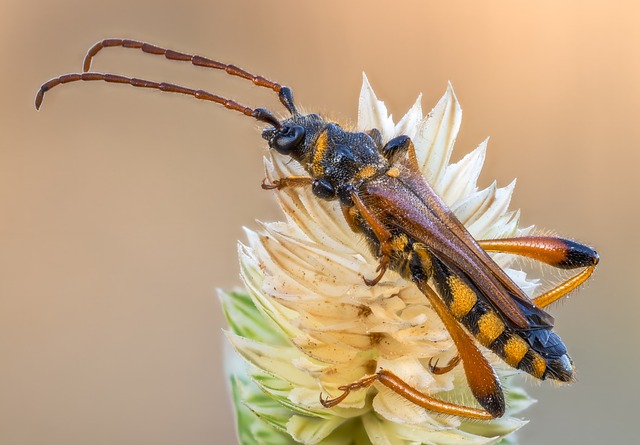 Escarabajo De Cuernos Largos - Foto gratis en Pixabay