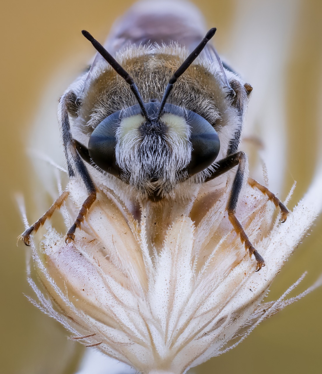 Fly Nature Insect - Free photo on Pixabay