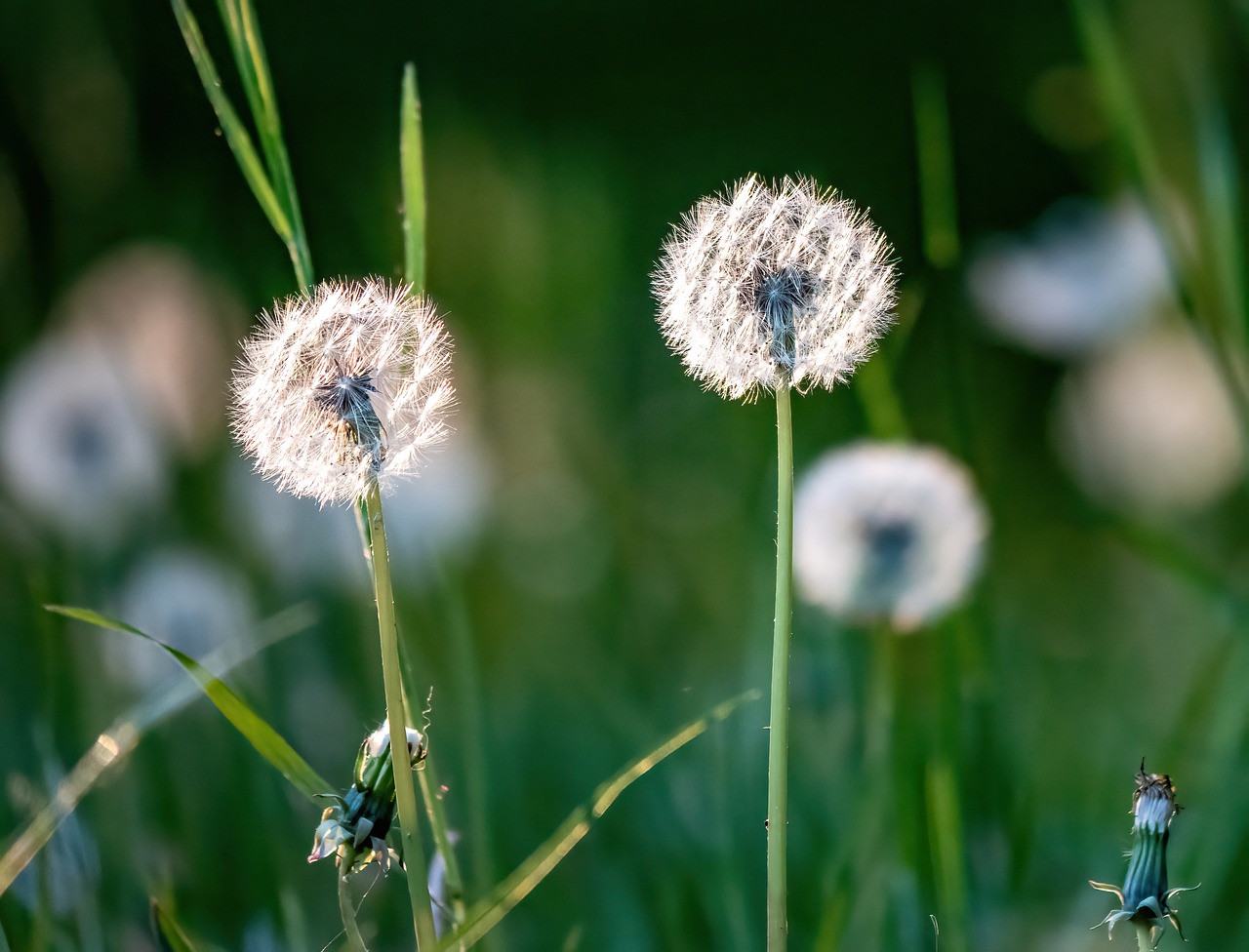 Dandelion Plant Close Up - Free photo on Pixabay